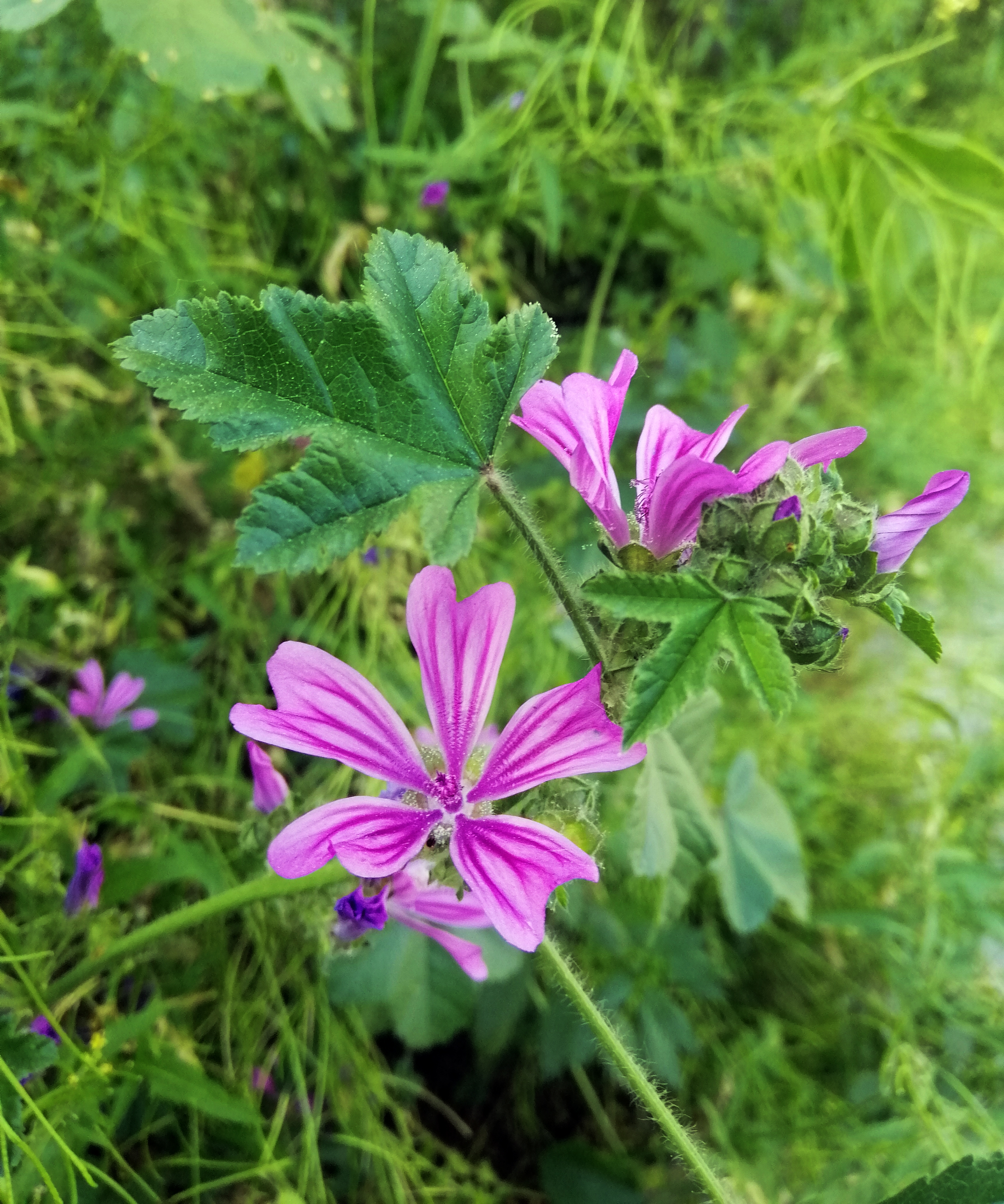 MALVA: I BENEFICI E LE PROPRIETÀ - Centro Naturale